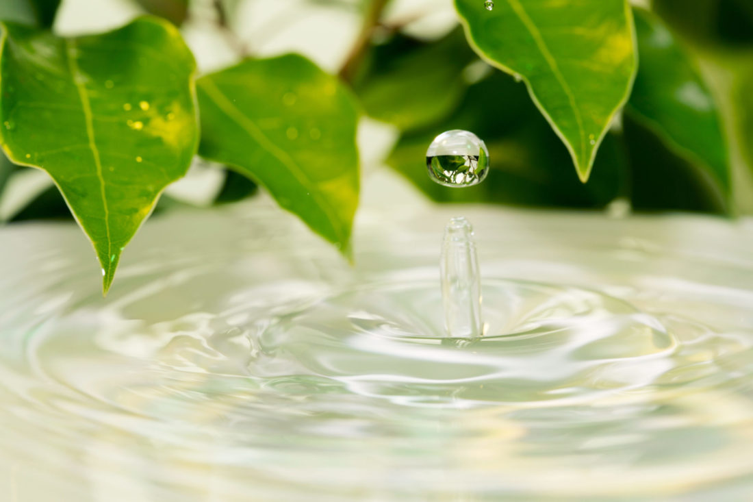 Botanical Extraction - Pulsafeeder